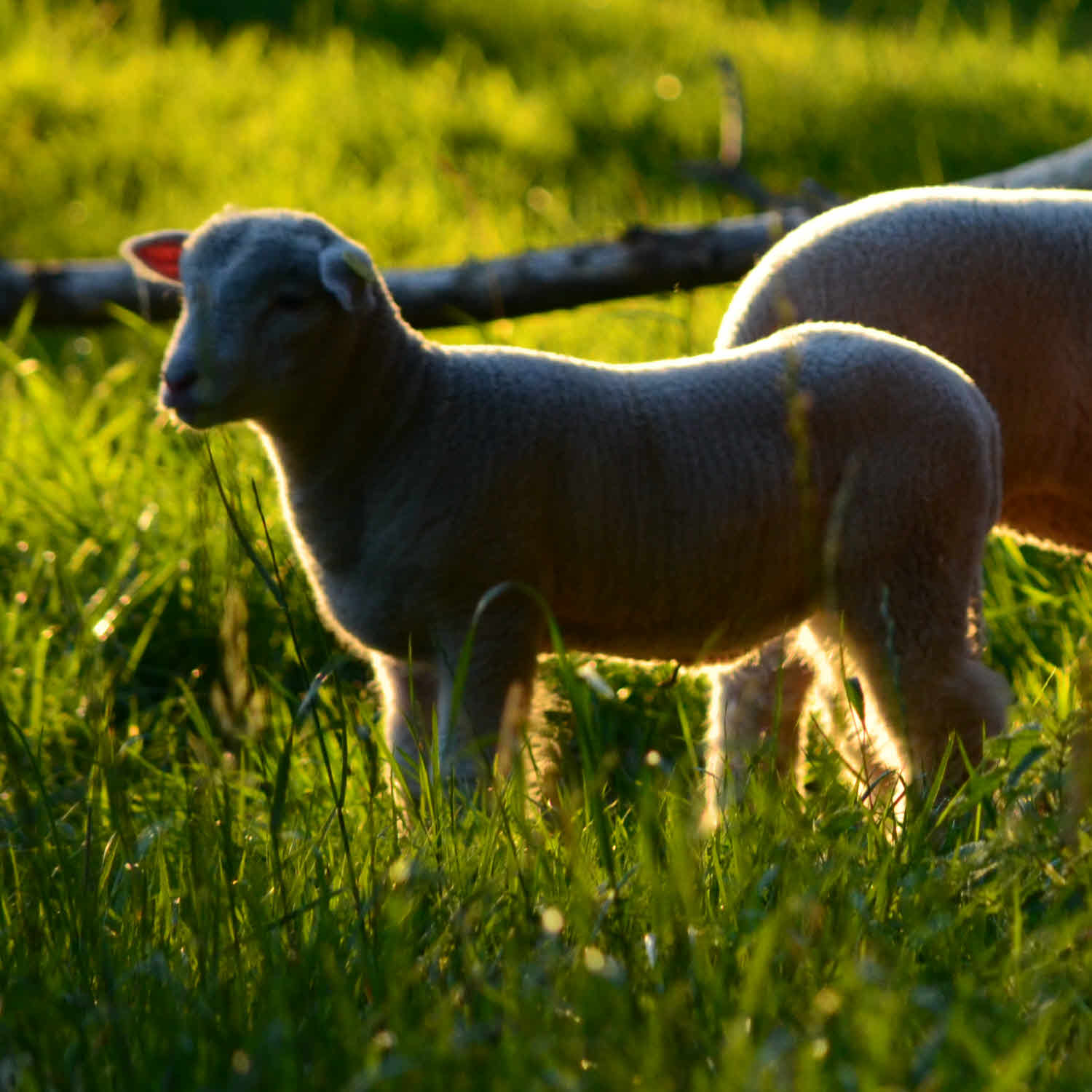 Sheep - New Hilfield Website